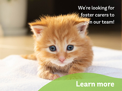 Home | AWL | Animal Welfare League