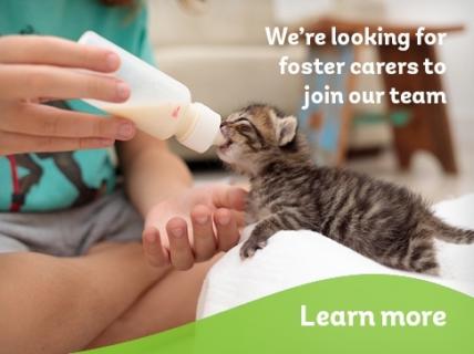 Home | AWL | Animal Welfare League