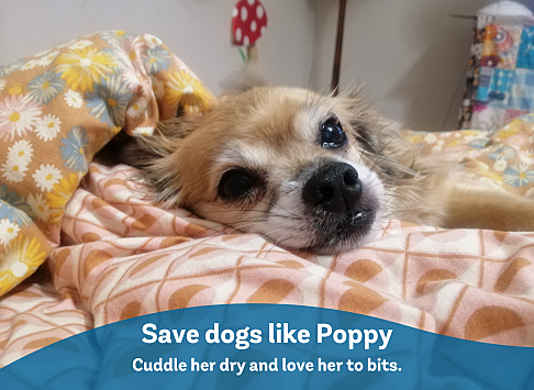 Home | AWL | Animal Welfare League